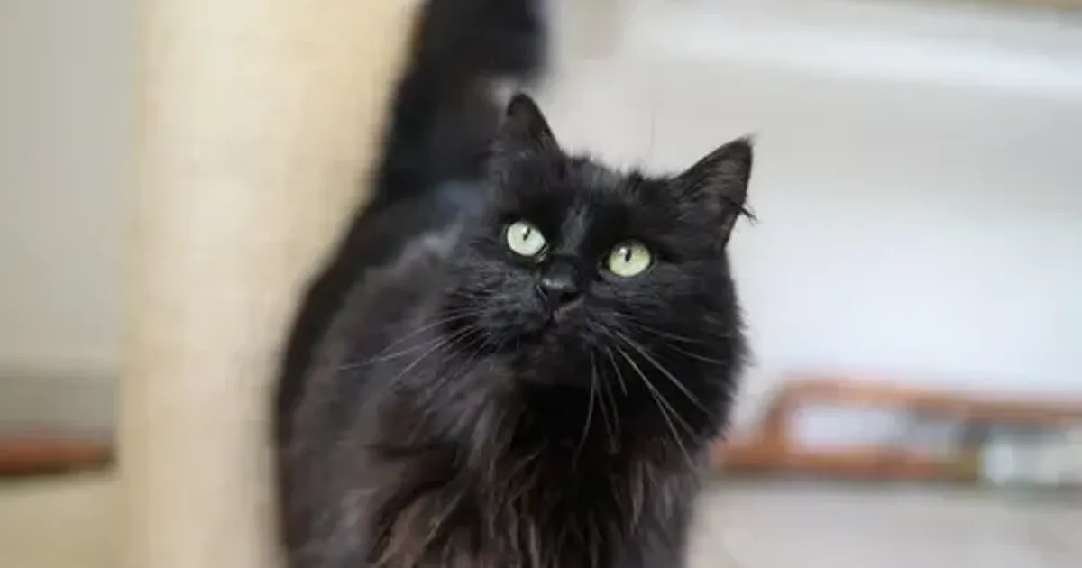 Schwarze Schönheit ohne Schuld wieder im Tierheim - Nelly sucht ein ...